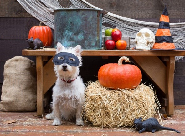 Tricks and Treats: How to Make Your Pets Halloween Less of a Fright ...