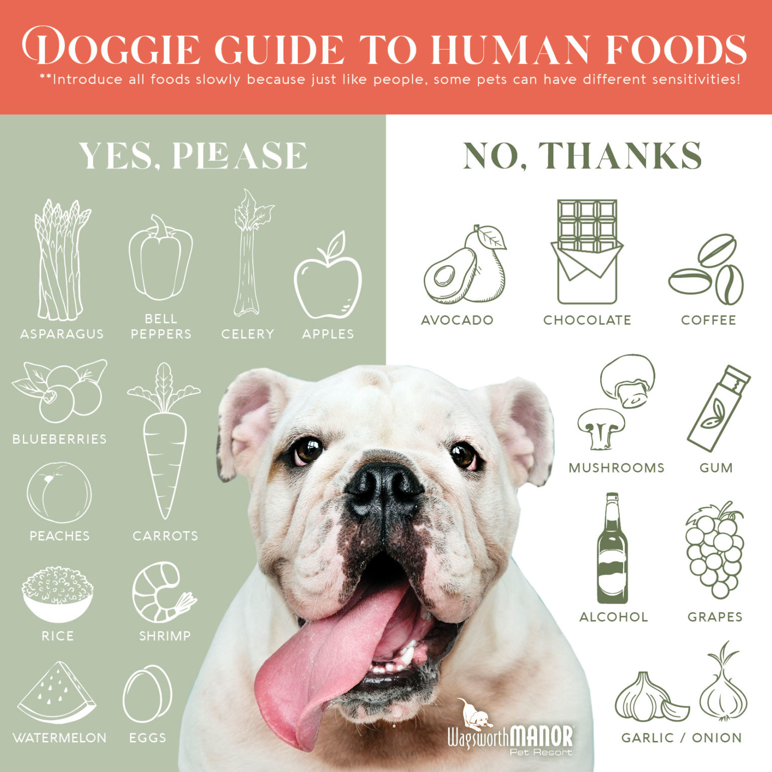 Guide to Human Foods for Dogs | Wagsworth Manor Pet Resort